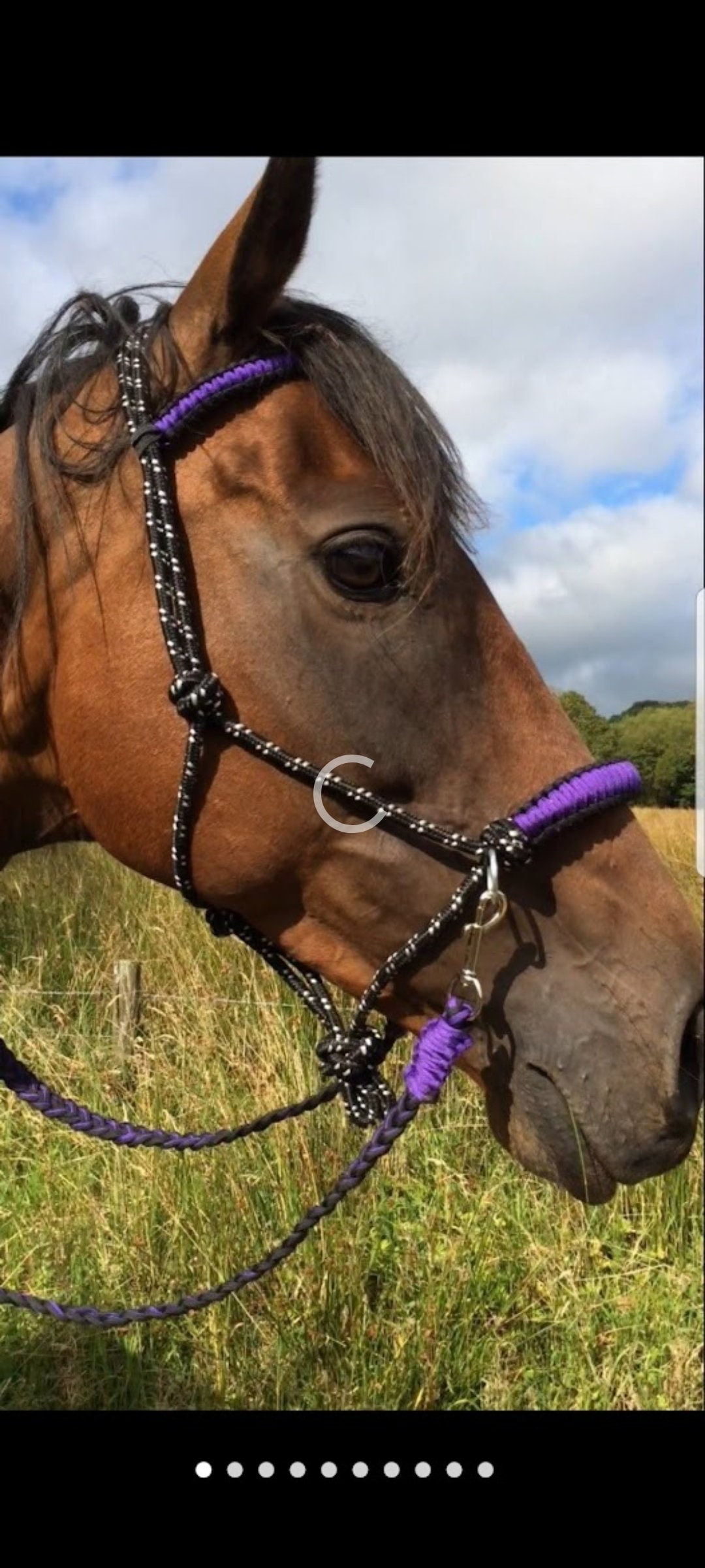 Bitless Rope Bridle. Different Colours and Sizes Available - Etsy