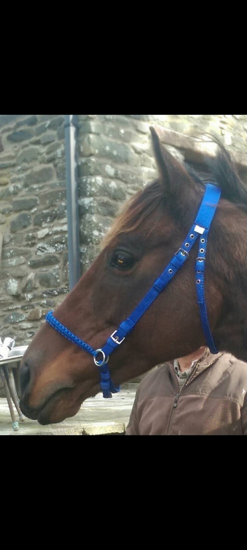 Custom Made to Order. Light Yellow . Any Size Made Please Ask. Bitless ...