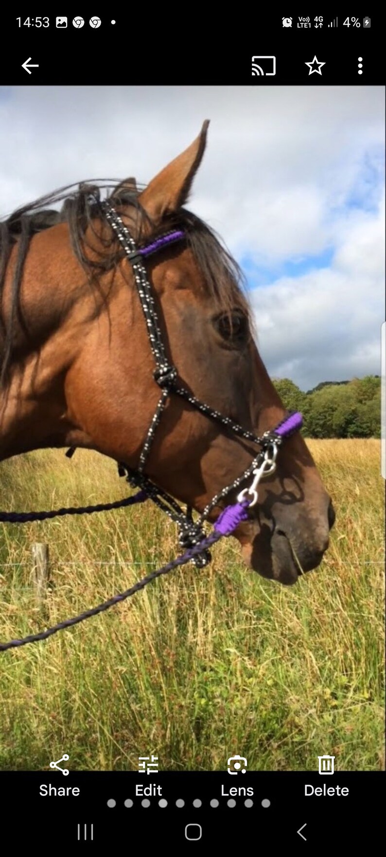 Bitless Rope Bridle. Different Colours and Sizes Available - Etsy UK