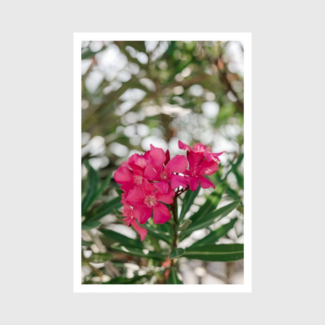 Pink Beach Flower, Coastal Florals, Beach Flowers, Professional Print ...