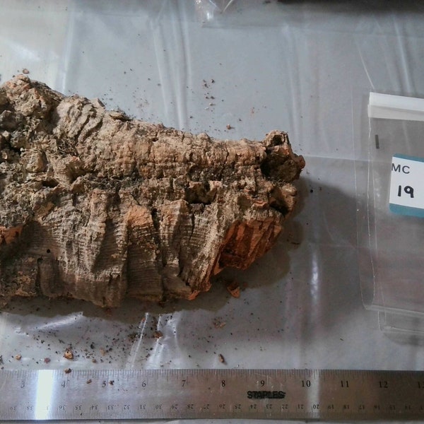 Reptile Cork Background - Etsy