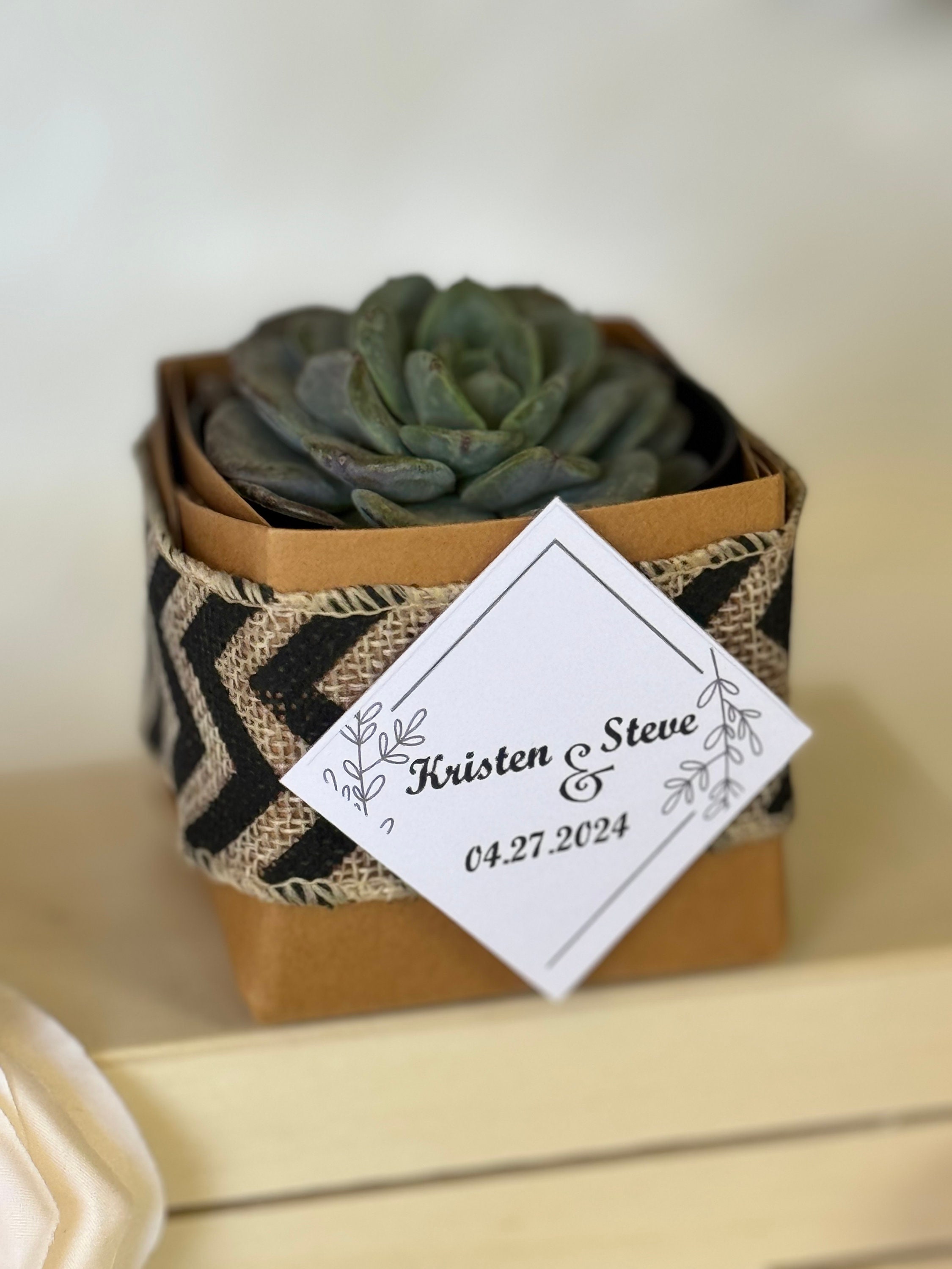 Bulk Succulent Favors, Wedding Favors, Wedding Favors for Guests ...