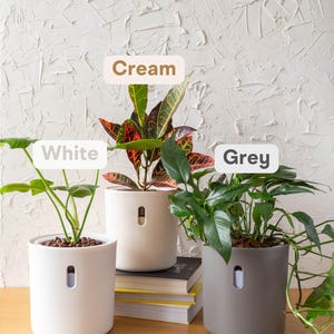 LECA Pots Self Watering Planter for Houseplants 5.5 Inch 3-pack ...