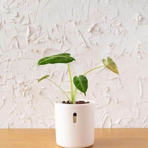 Leca Pots, Semi Hydro Self Watering Planter for Leca and Pon ...