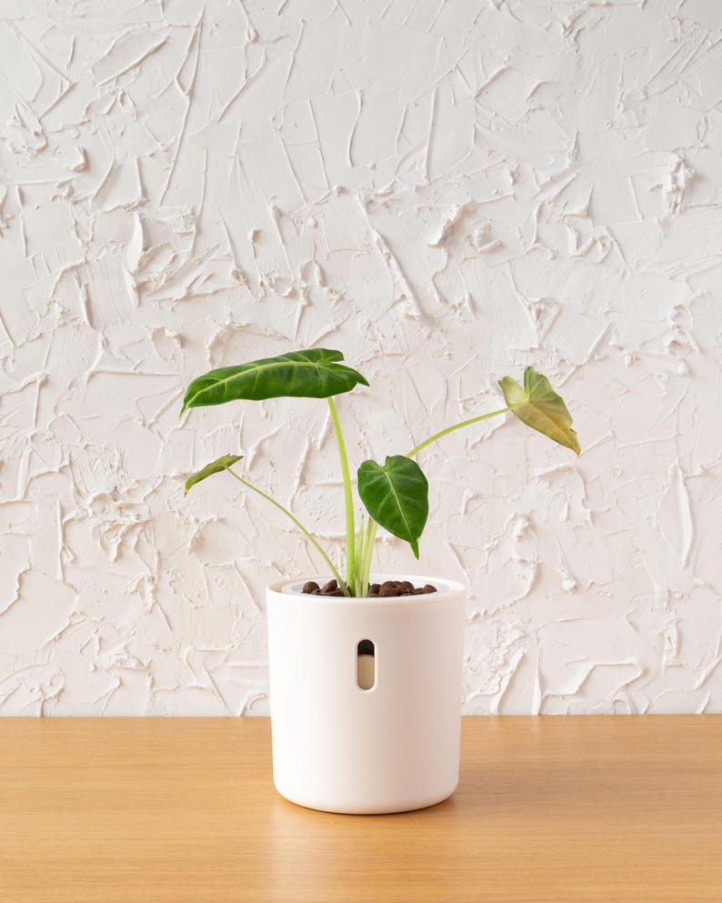Leca Pots, Semi Hydro Self Watering Planter for Leca and Pon ...