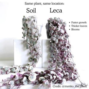 LECA Pots Self Watering Planter for Houseplants 5.5 Inch 3-pack ...