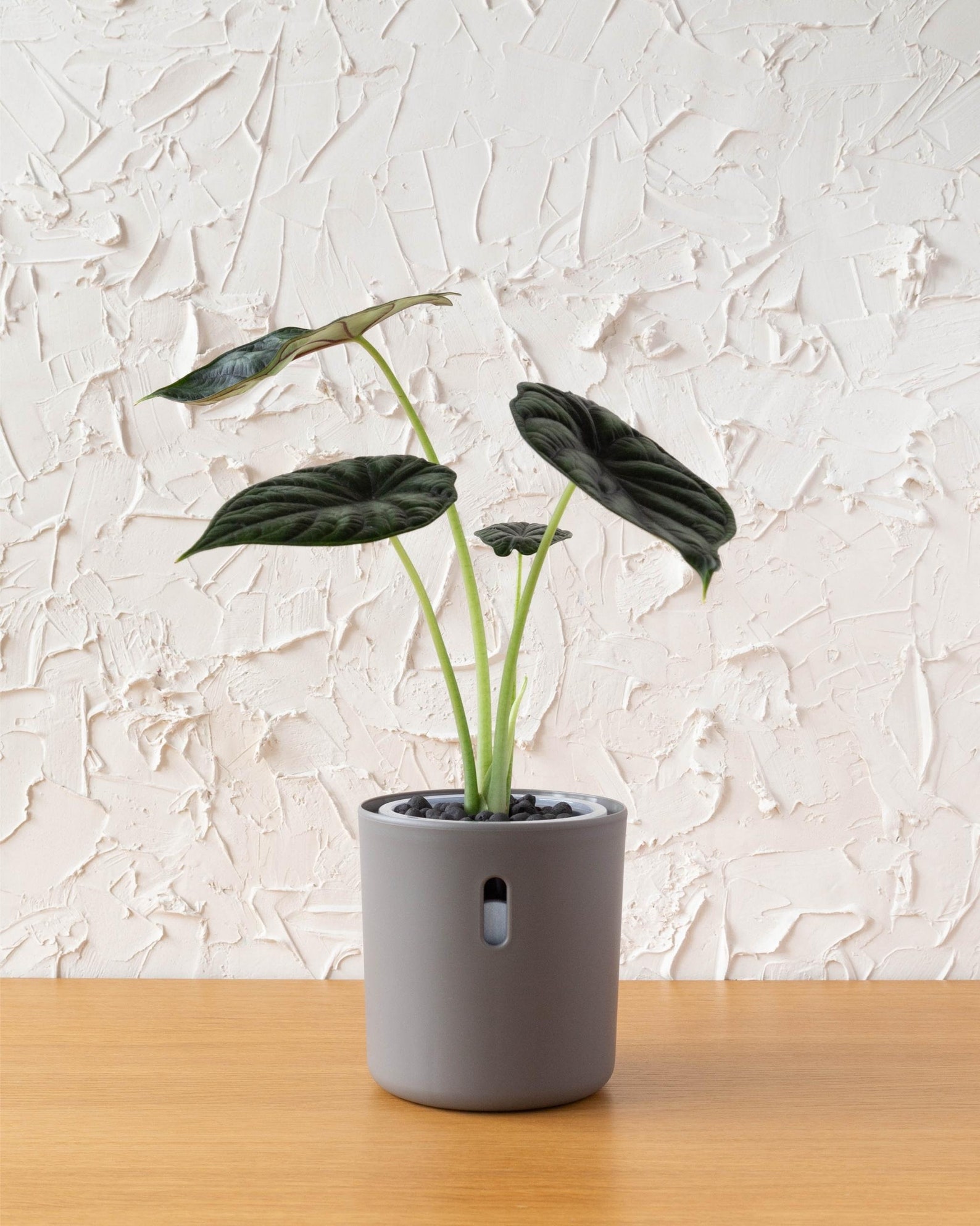 Leca Pots, Semi Hydro Self Watering Planter for Leca and Pon ...