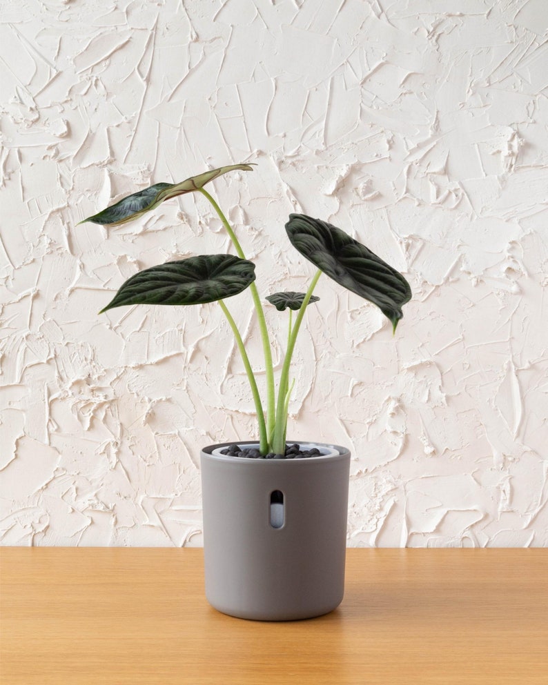 Leca Pots, Semi Hydro Self Watering Planter for Leca and Pon ...