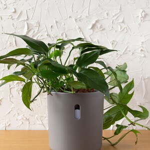 LECA Pots Self Watering Planter for Houseplants 5.5 Inch 3-pack ...