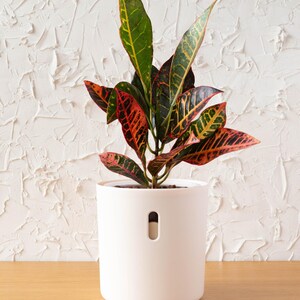 LECA Pots Self Watering Planter for Houseplants 5.5 Inch 3-pack ...