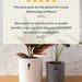 Leca Pots, Semi Hydro Self Watering Planter for Leca and Pon ...
