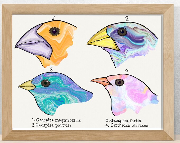 Darwin's Finches, Evolution, Science Art, Biology Prints, Large Ground ...