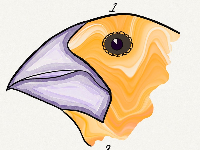Darwin's Finches, Evolution, Science Art, Biology Prints, Large Ground ...