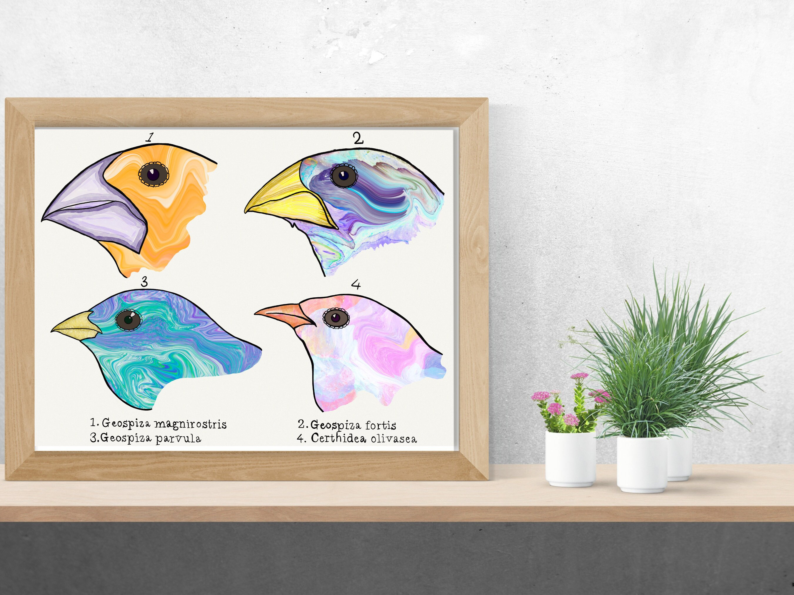 Darwin's Finches, Evolution, Science Art, Biology Prints, Large Ground ...