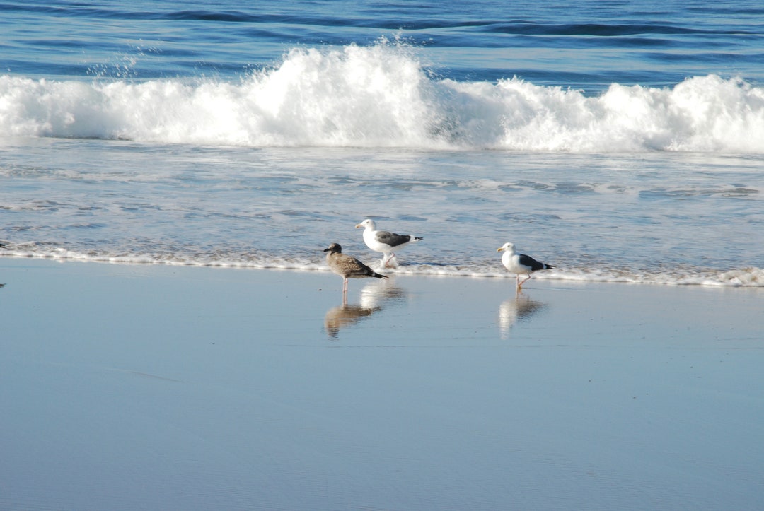 Seagull Printable Bird Wall Art Seagulls on Beach Print - Etsy