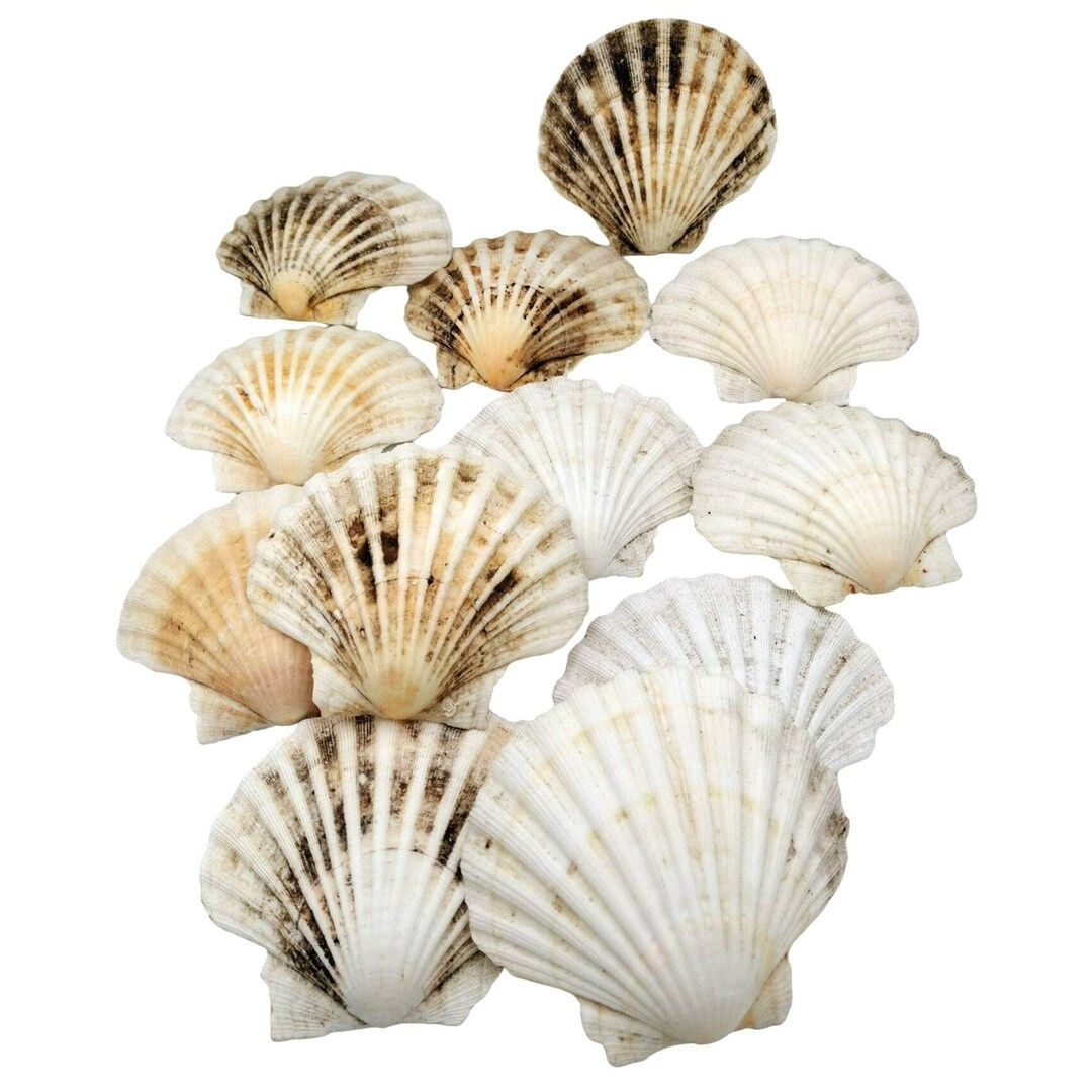Real Scalloped Large Seashells Lot of 12 Good for Crafting Supply Beach ...