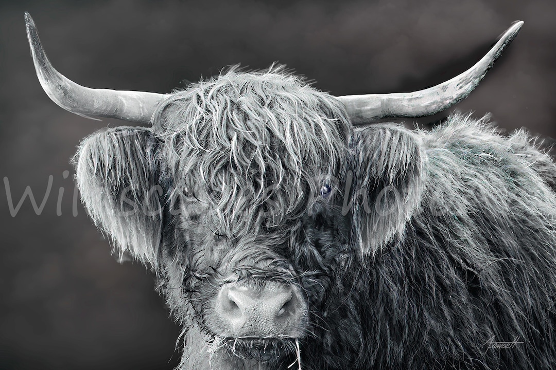 Highland Cattle - Auckland, New Zealand. Digital Art - Wall Decor for ...