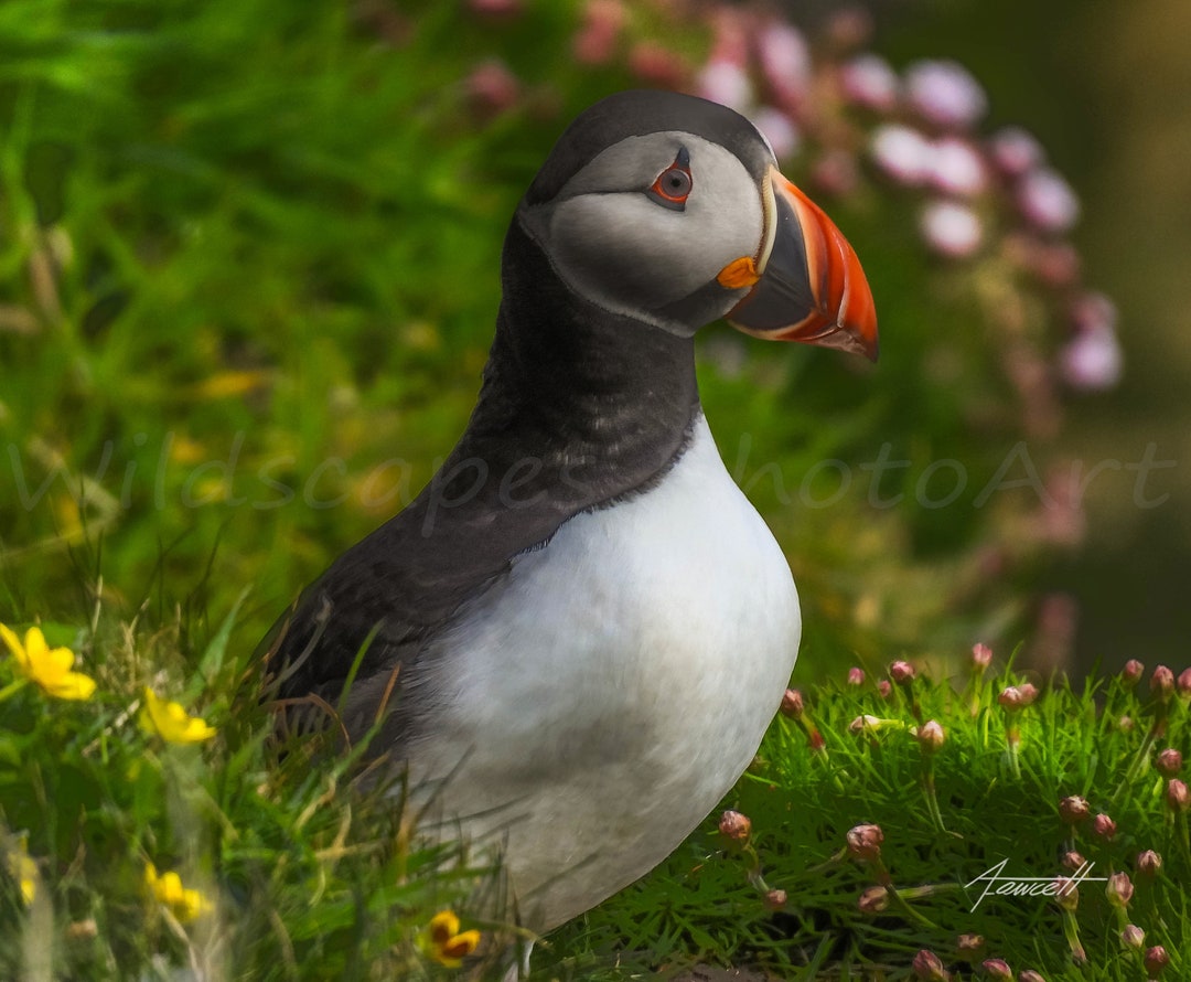 Scottish Puffin, Digital Art - Wall Decor for Home, Living Room ...