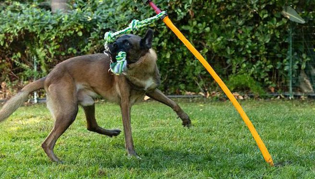 AGILITY Dog Exercise, Aggressive Chew Dog Toy, Durable Dog Toys ...