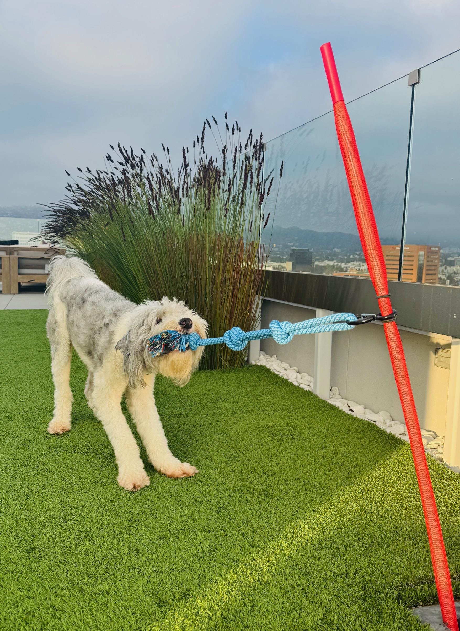 Belgian Malinois Heavy Duty Dog Toy, Durable Dog Rope Tug Toy, Agility ...