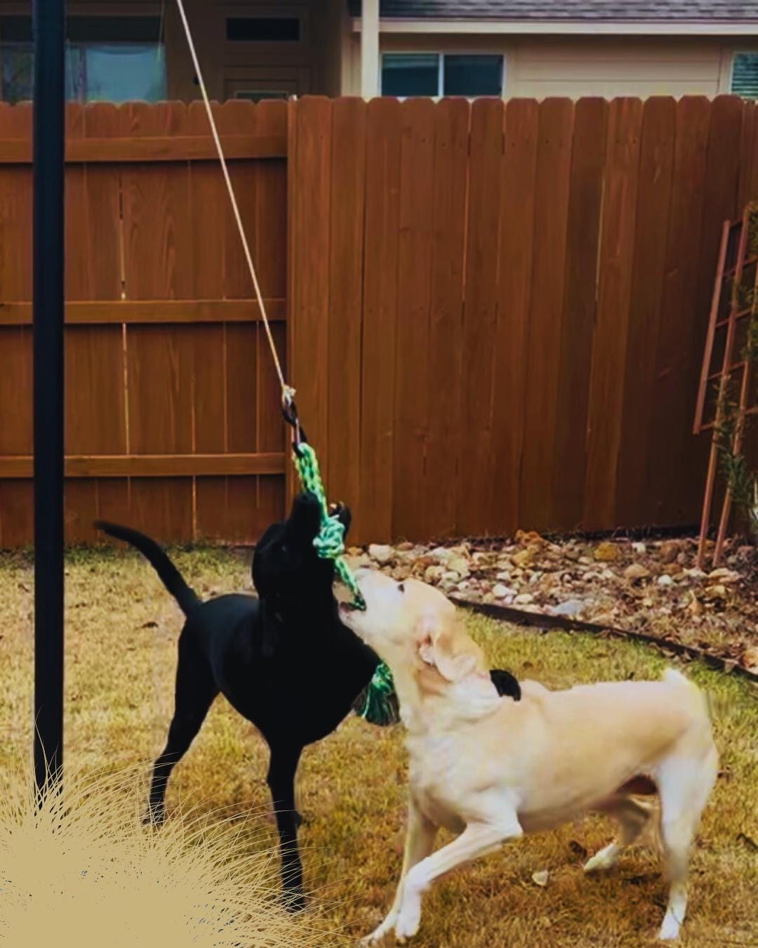 BLACK LABRADOR RETRIEVER, Heavy Duty Dog Toy, Tug Toys Outdoor, Dog ...