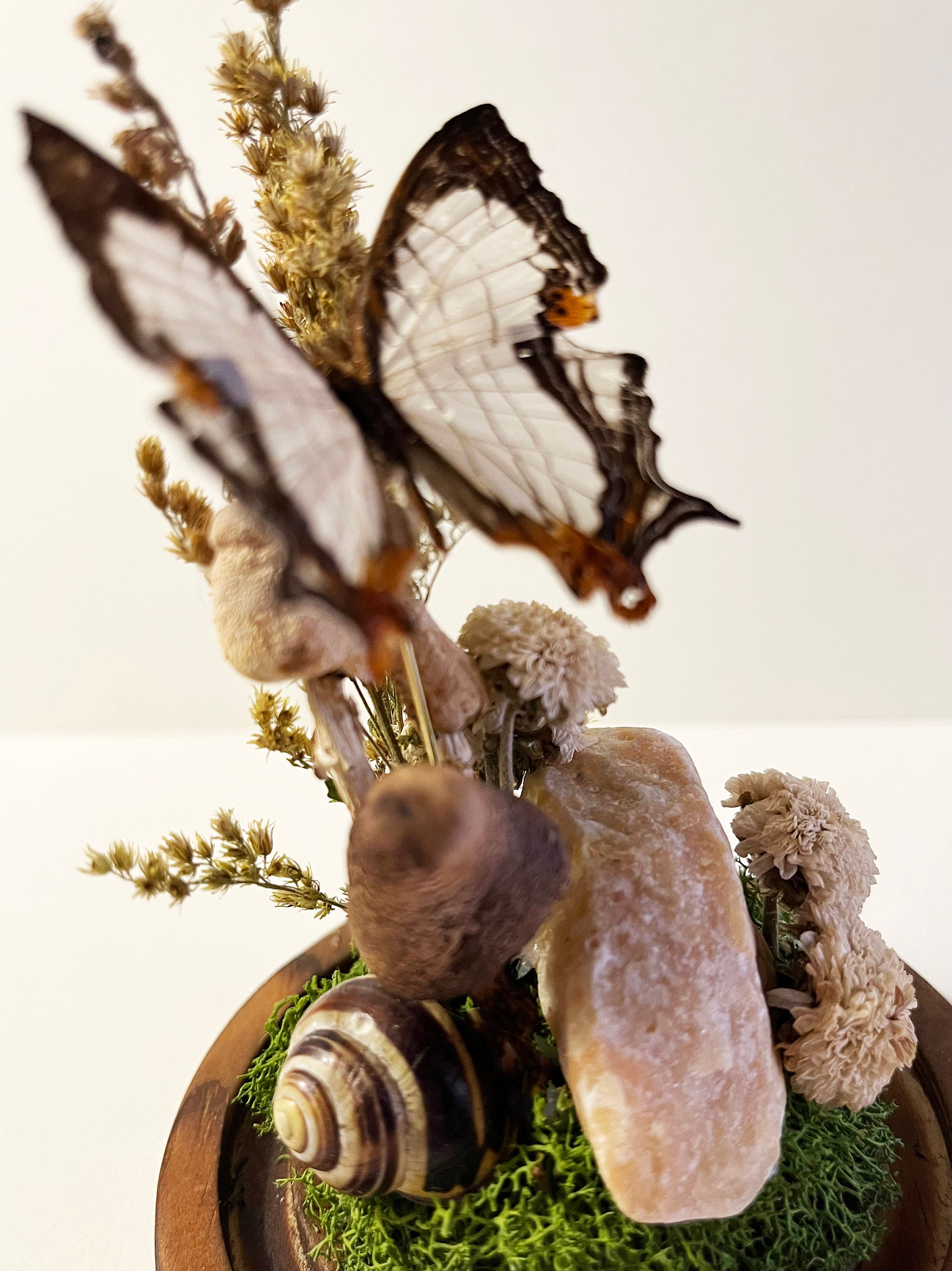 Butterfly Dome Common Mapwing Butterfly Real Preserved - Etsy
