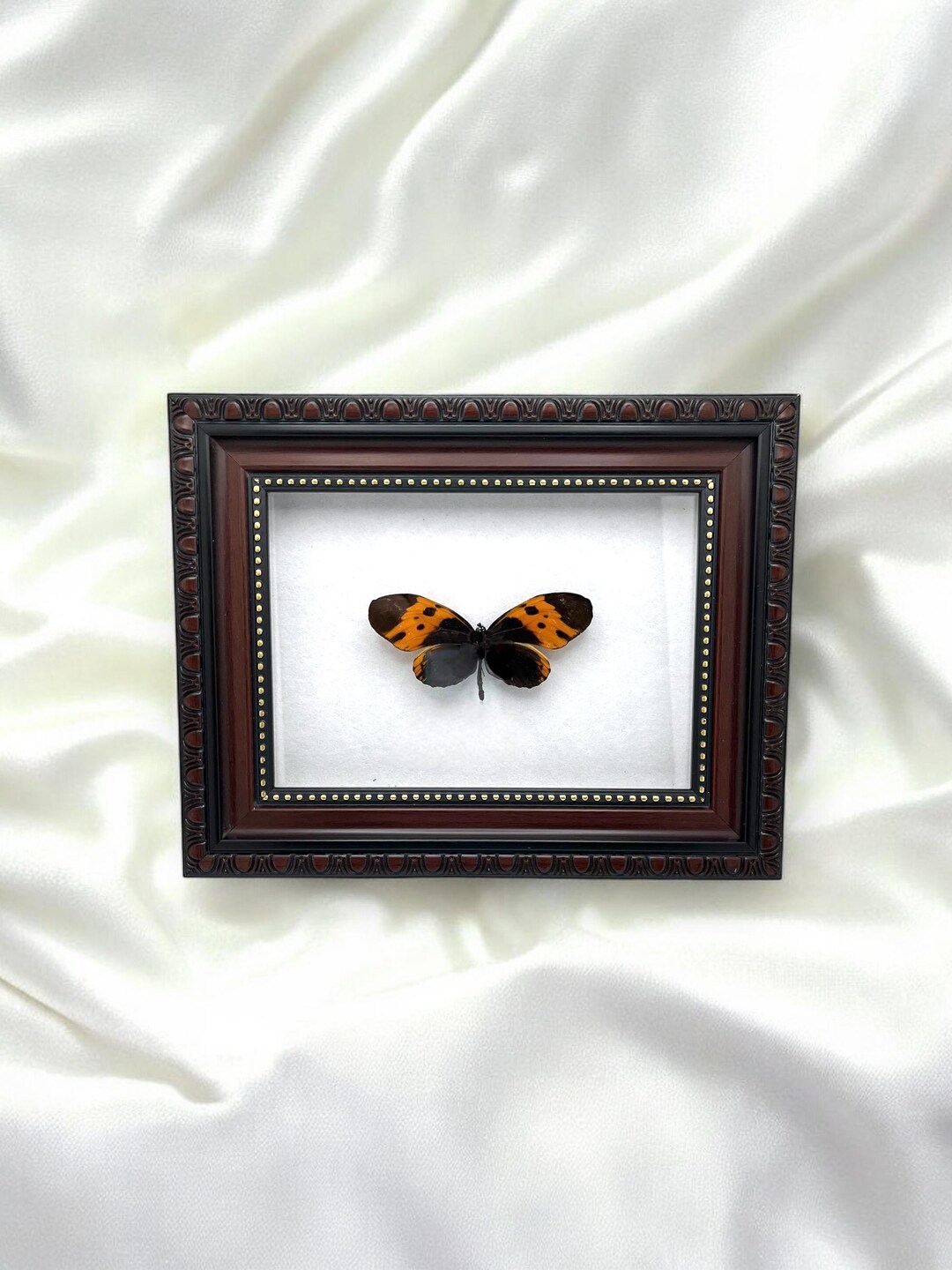 Butterfly Specimen Frame Real Preserved Numata Longwing Butterfly ...