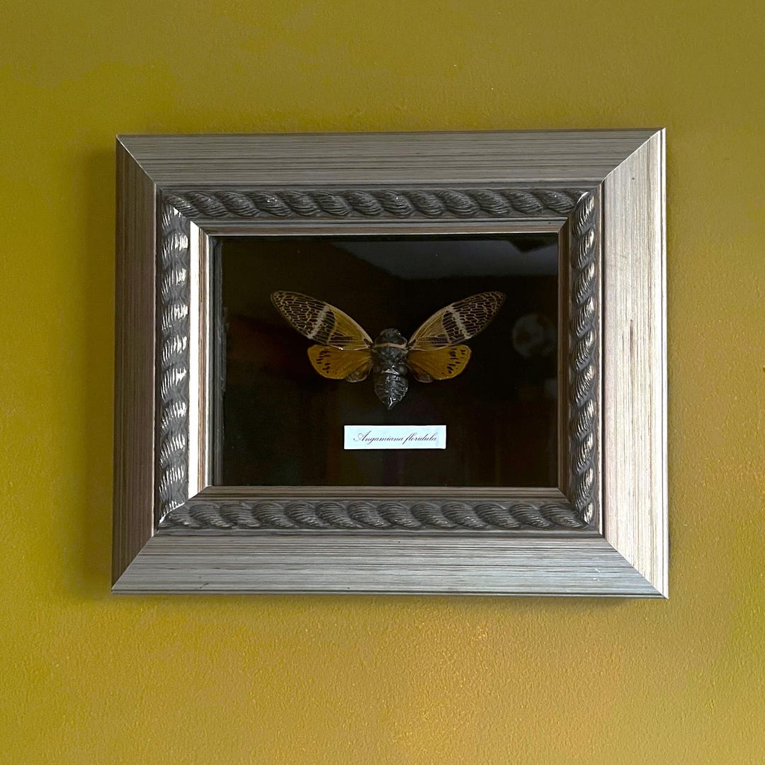 Cicada Taxidermy Frame Real Angamiana Floridula Cicada Preserved ...