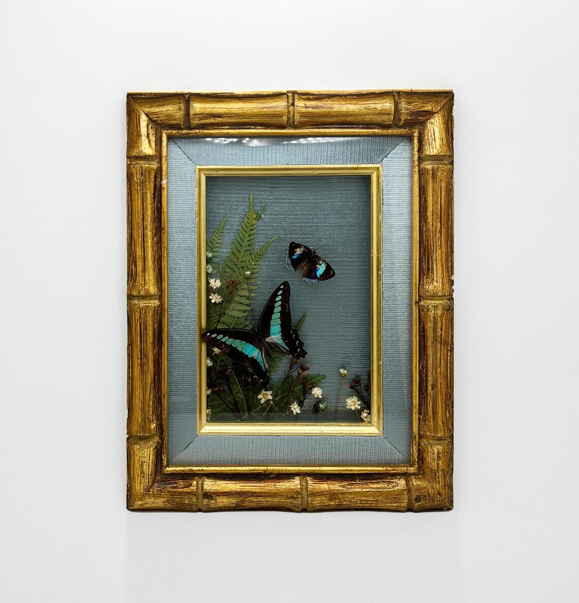 Butterfly Frame With Bamboo Gold Frame Real Common Bluebottle and ...