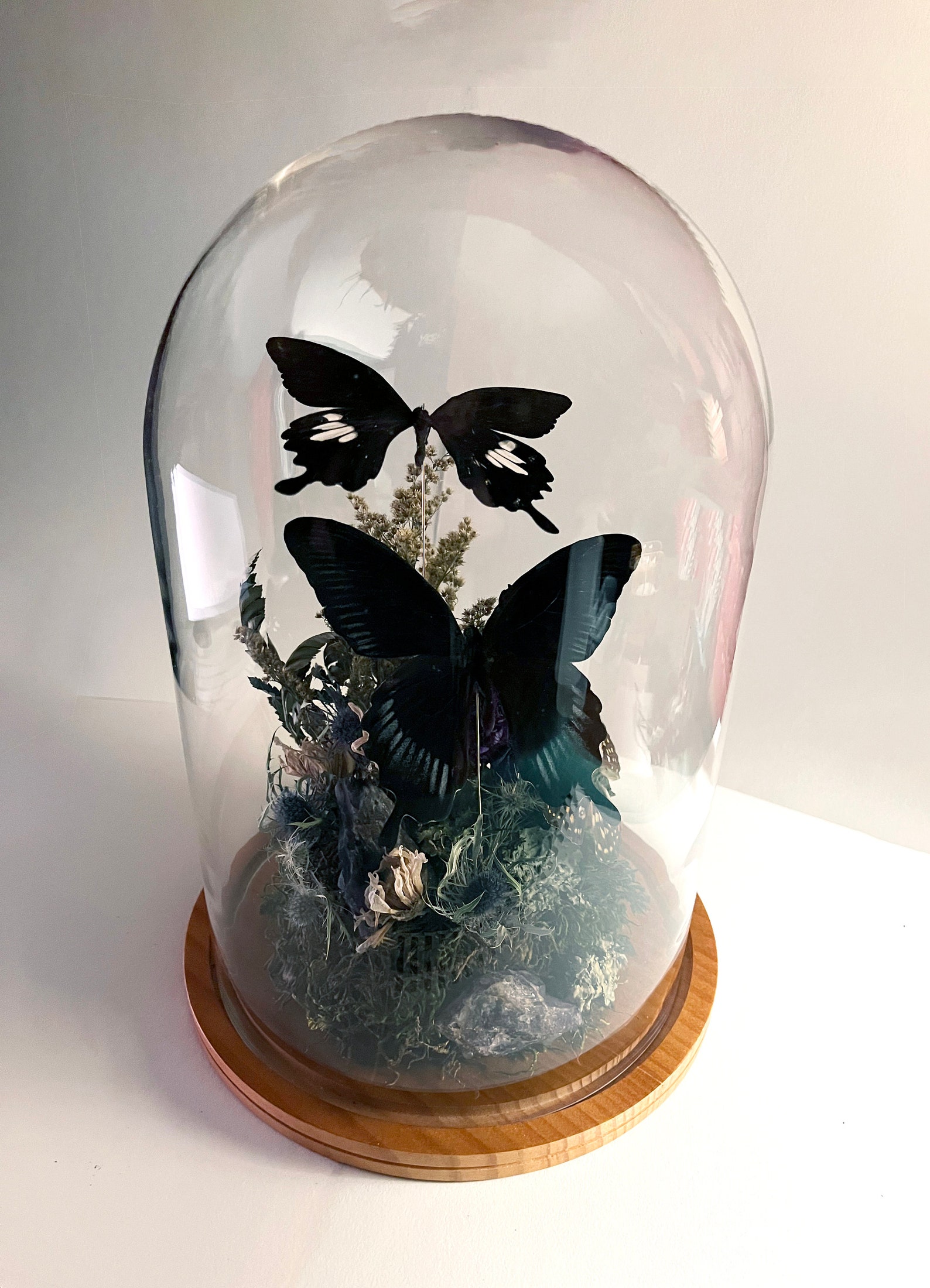 Extra Large Butterfly Dome 3 Black Butterflies Real - Etsy
