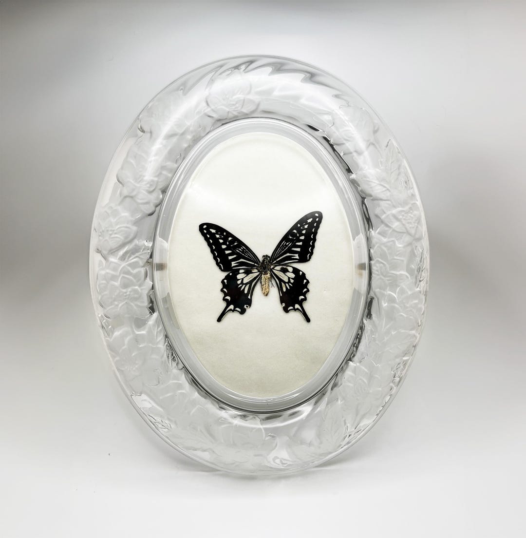 Butterfly Frame Preserved Asian Swallowtail Butterfly Taxidermy in an ...