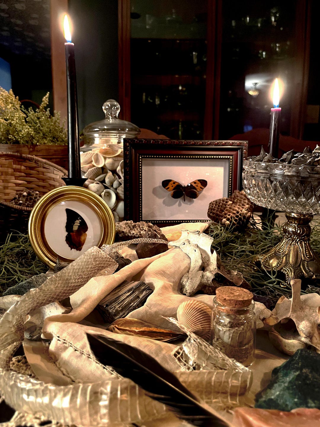 Natural History Mystery Box - Insect Shadow Box, Bones, Shells, Natural ...