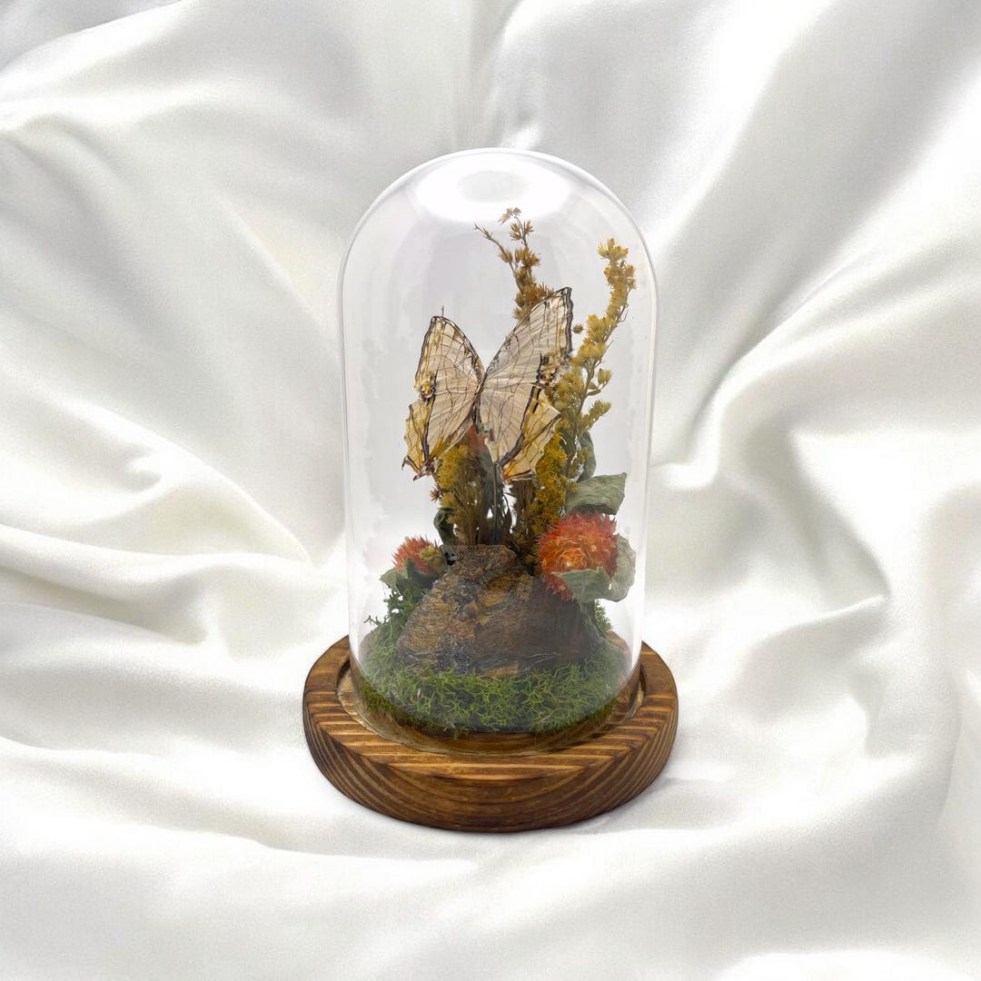 Butterfly Dome - Common Mapwing Butterfly Real Preserved Taxidermy With ...