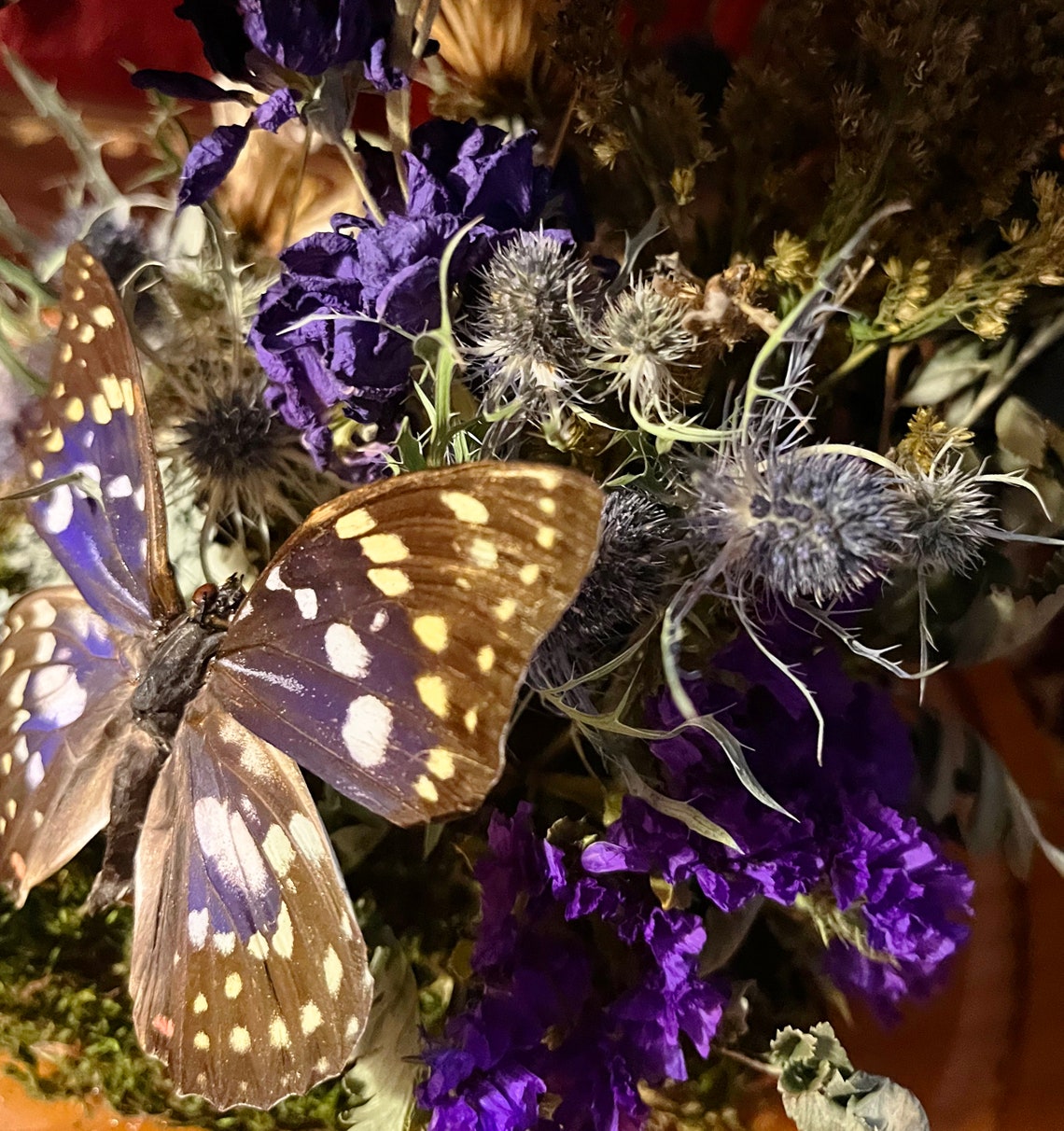 Extra Large Butterfly Dome 3 Black Butterflies Real - Etsy