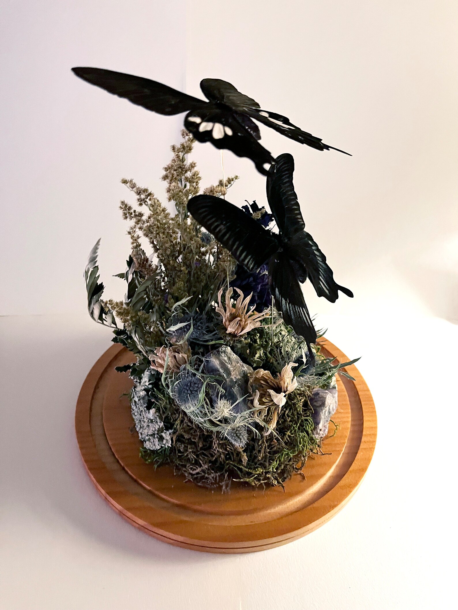 Extra Large Butterfly Dome 3 Black Butterflies Real - Etsy