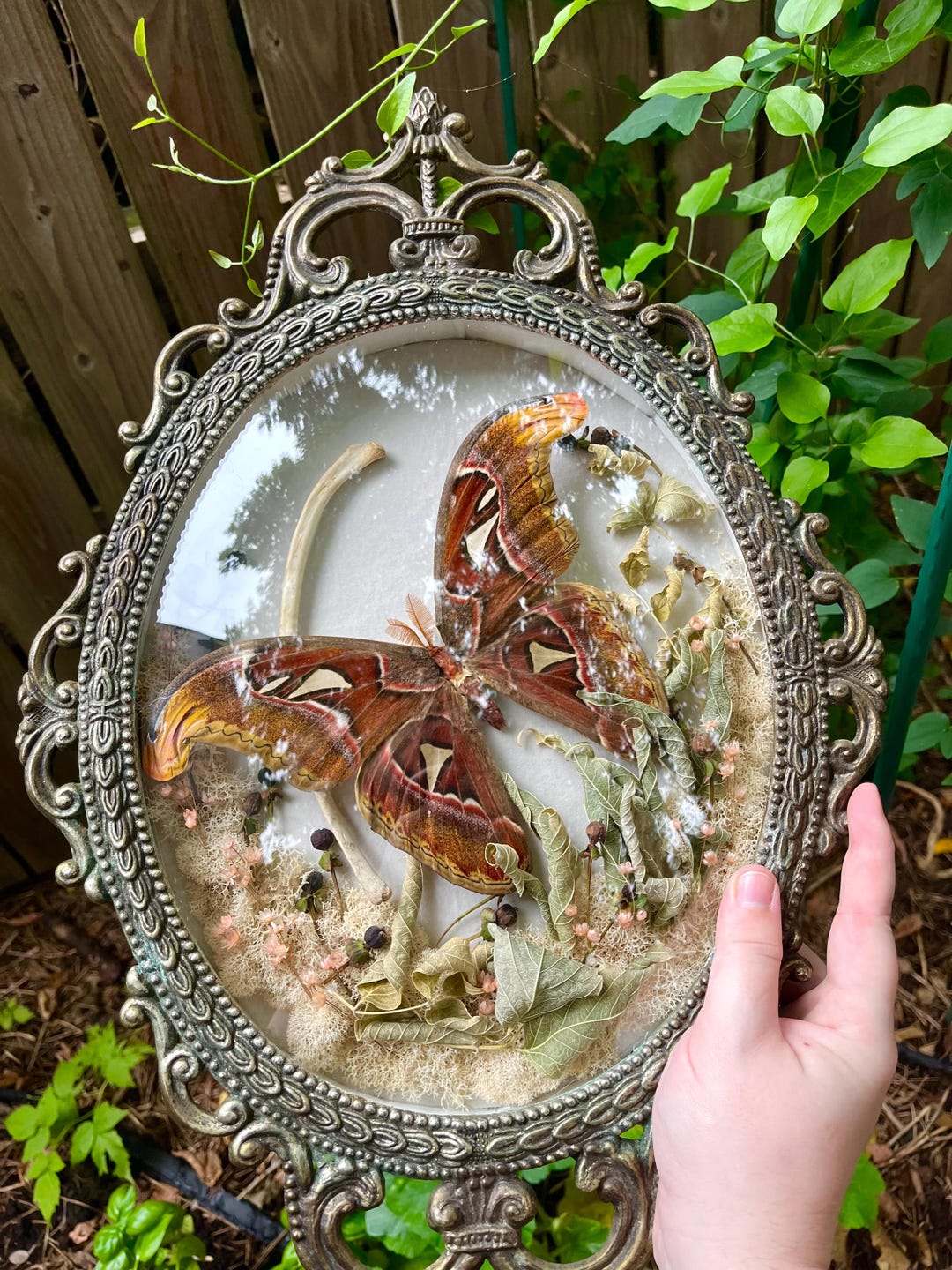 Atlas Moth Large Bubble Glass Frame Preserved Moth Butterfly Taxidermy ...