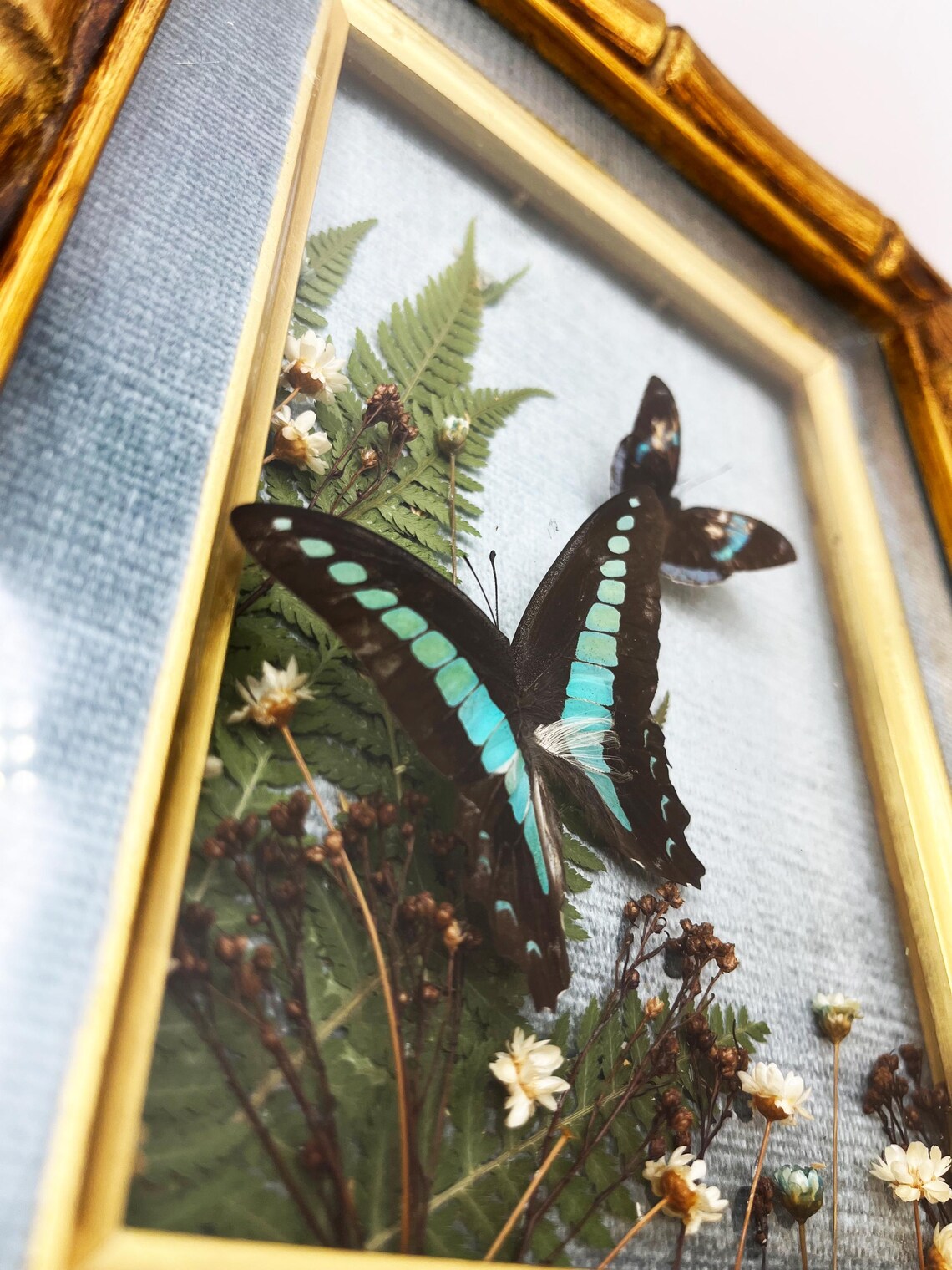 Butterfly Frame With Bamboo Gold Frame Real Common Bluebottle and ...