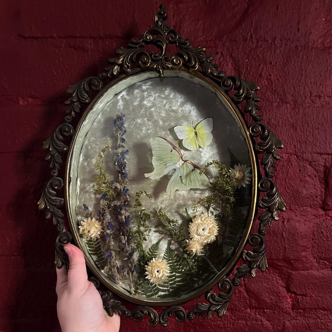 Luna Moth Bubble Glass Frame Real Taxidermy Moth and Common Emigrant ...