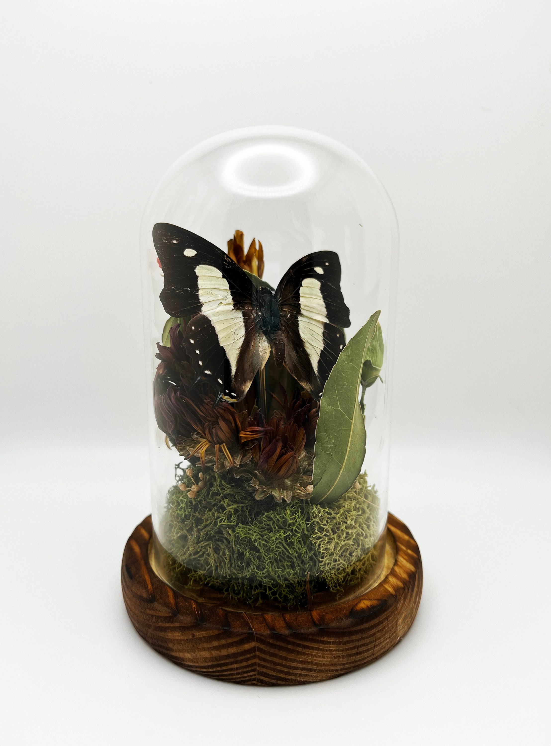 Butterfly Dome Common Nawab Butterfly Real Preserved Taxidermy With ...