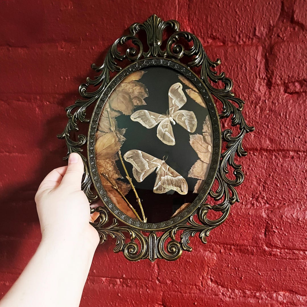 Samia Silk Moths Bubble Glass Frame - Preserved Moth Insect Taxidermy W ...