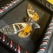 Butterfly Frame Preserved Asian Swallowtail Butterfly Taxidermy in an ...