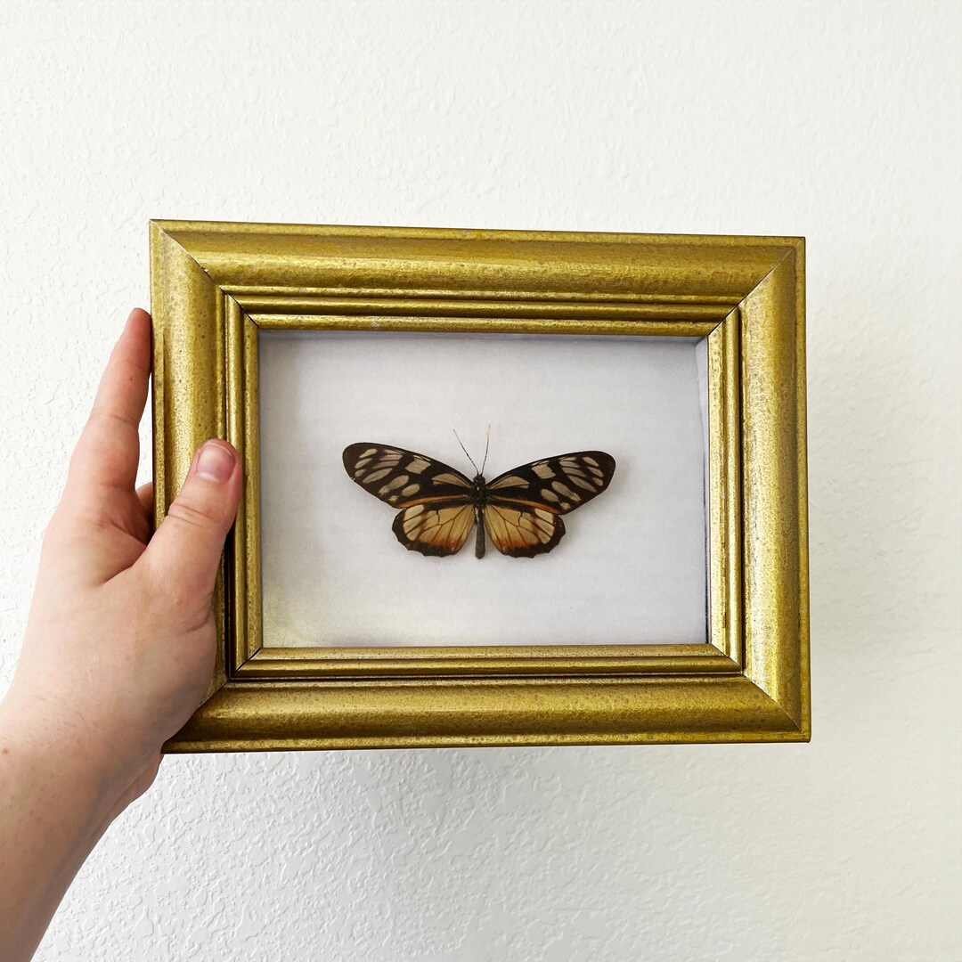 Butterfly Specimen Frame - Real Preserved Clearwing Mimic Queen ...