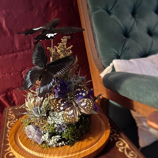 Dried Butterflies - Etsy