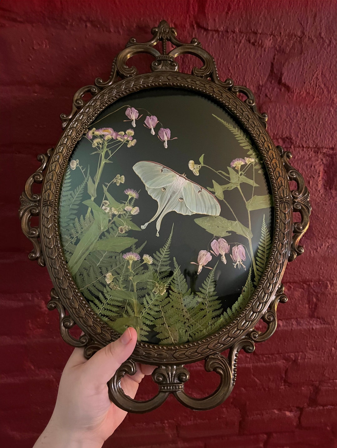 Large Luna Moth Taxidermy Bubble Glass Frame Real Luna Moth With Dried ...