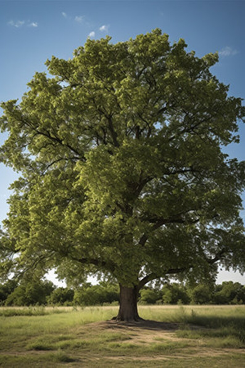 American Elm Tree Digital Download Poster Art - Etsy