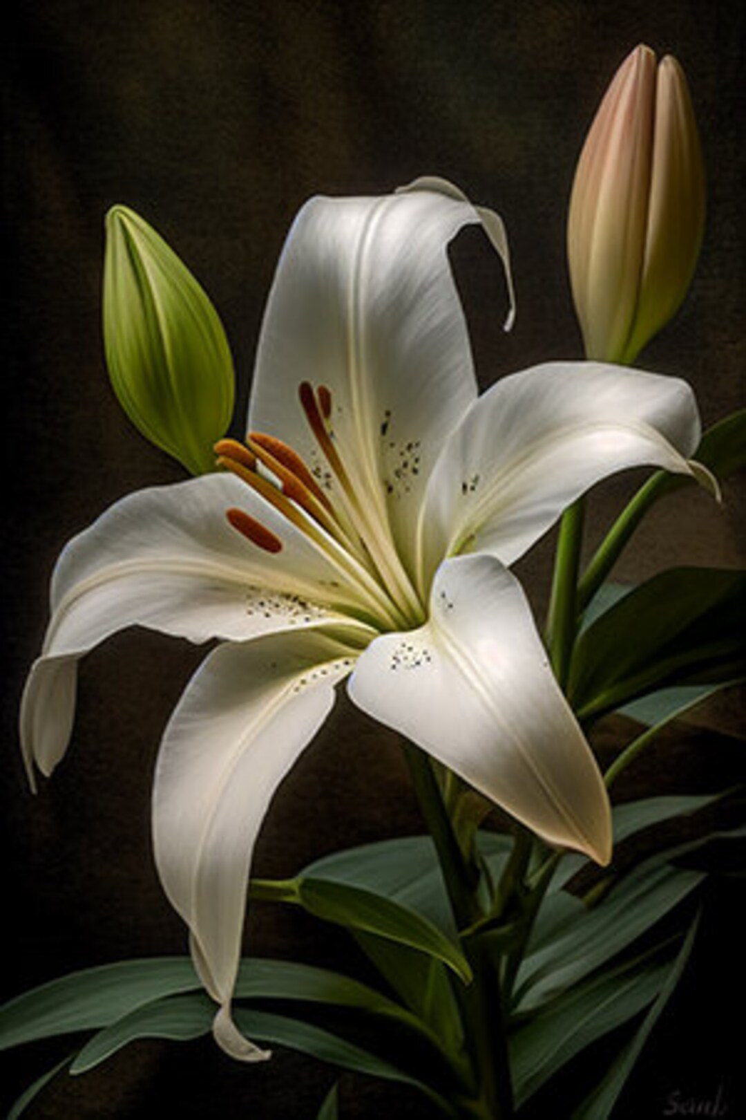 Lily Flower Digital Download Poster Art - Etsy
