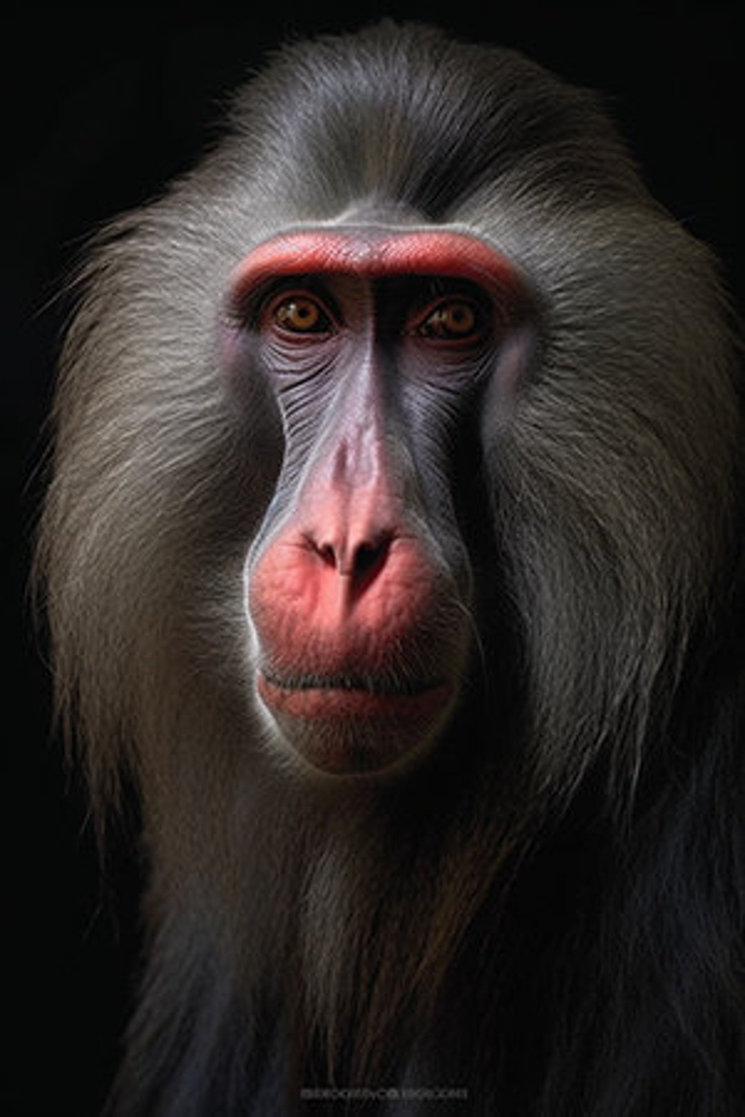 Baboon Digital Download Poster Art - Etsy