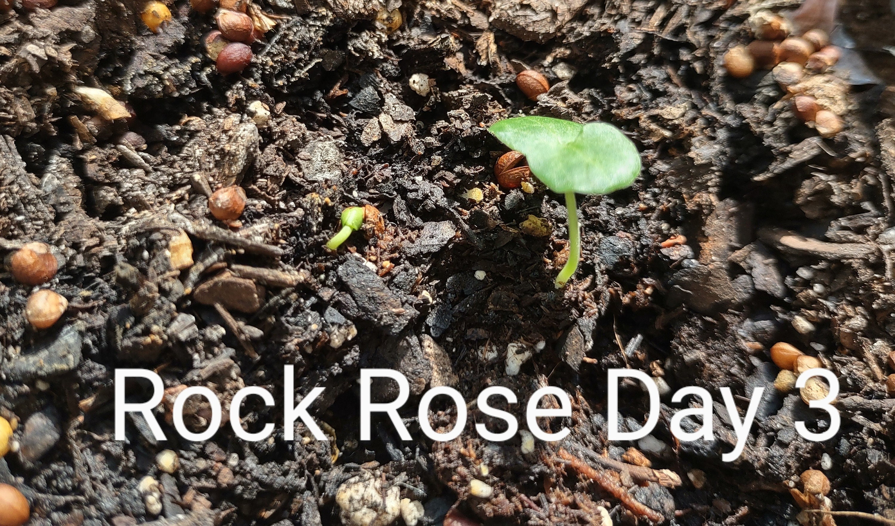 30 + Pink Rock Rose Seeds Pavonia Lasiopetala Seeds Free SH - Etsy