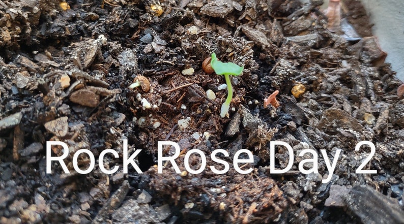 30 + Pink Rock Rose Seeds Pavonia Lasiopetala Seeds Free SH - Etsy