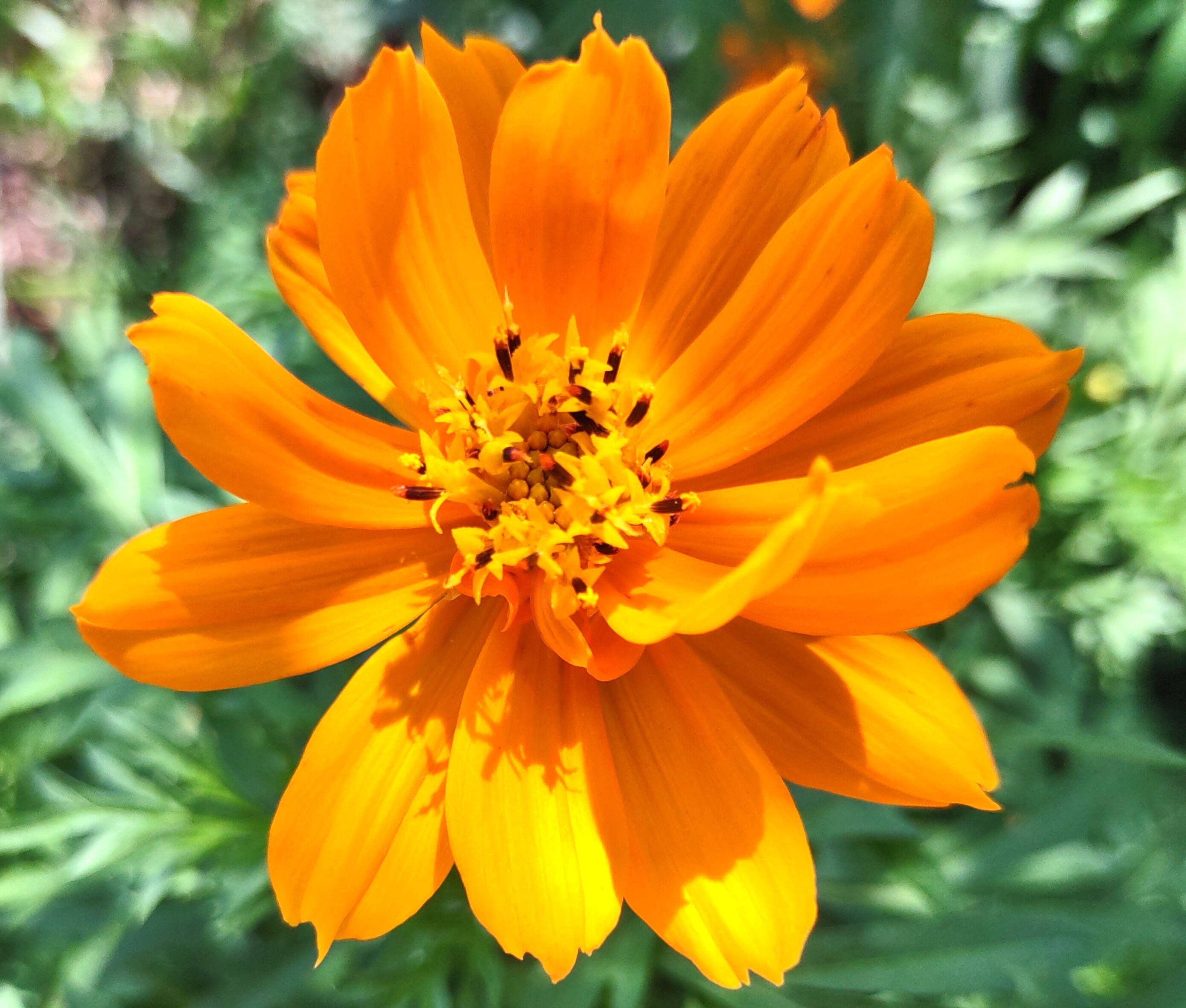 30 Pink Rock Rose Seeds Pavonia Lasiopetala Seeds Free SH - Etsy